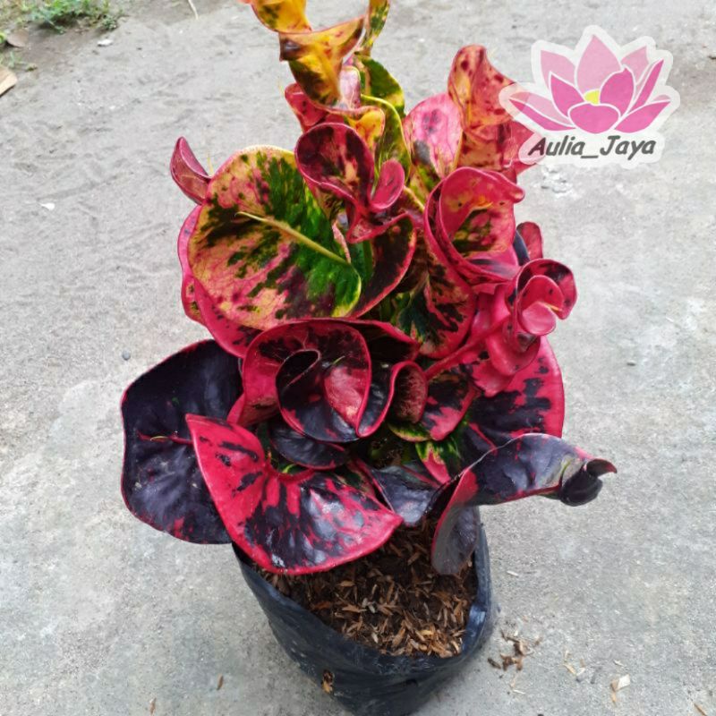 Jual Tanaman hias puring apel whasington/tanaman outdoor | Shopee Indonesia