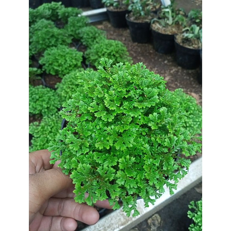 Jual Tanaman hias/tanaman unik pohon lumut Ambon | Shopee Indonesia