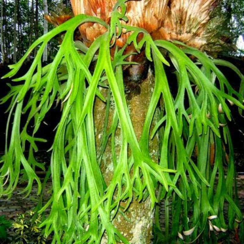 Jual Tanaman hias taman rumah atau dekorasi rumah SIMBAR MENJANGAN ATAU ...