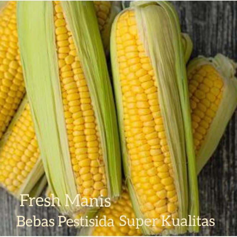 Jual JAGUNG MADU MANIS FRESH ( BEBAS PESTISIDA) 1 PCS | Shopee Indonesia