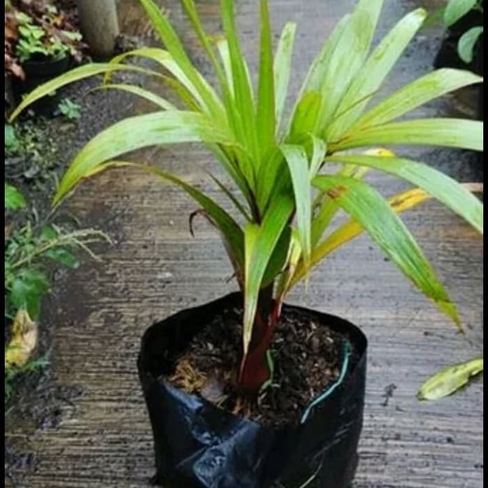 Jual PROMO Tanaman hias palem botol | Shopee Indonesia
