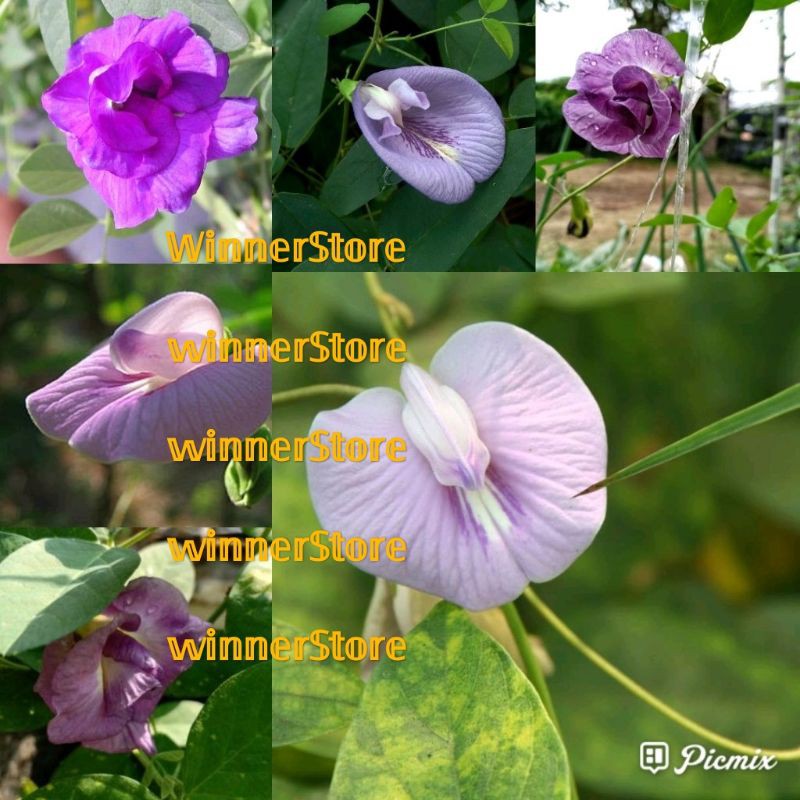 Jual Bibit Benih Bunga Telang Ungu (100 Butir) | Shopee Indonesia