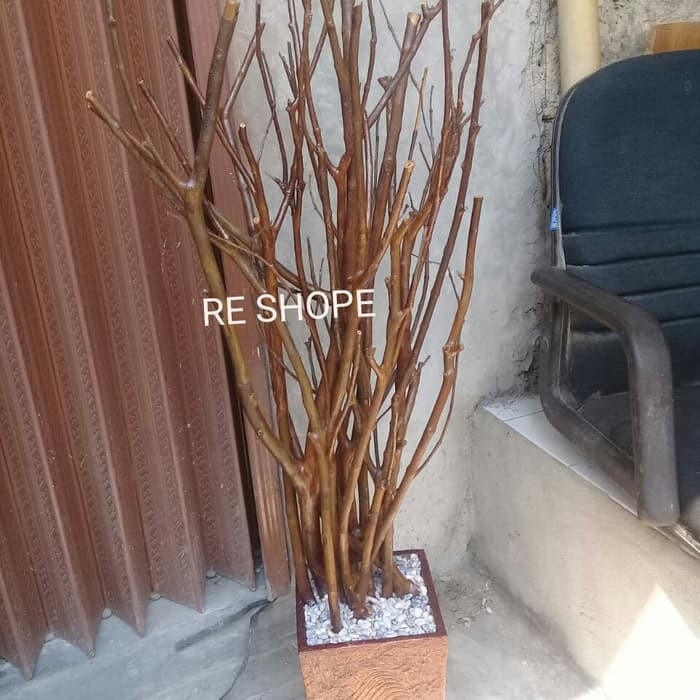 Jual Pohon Ranting Kayu Jambu Asli 120Cm | Shopee Indonesia