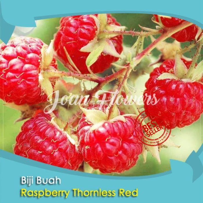 Jual Bibit Tanaman Buah Raspberry Thornless Red Raspberry Benih Bibit ...