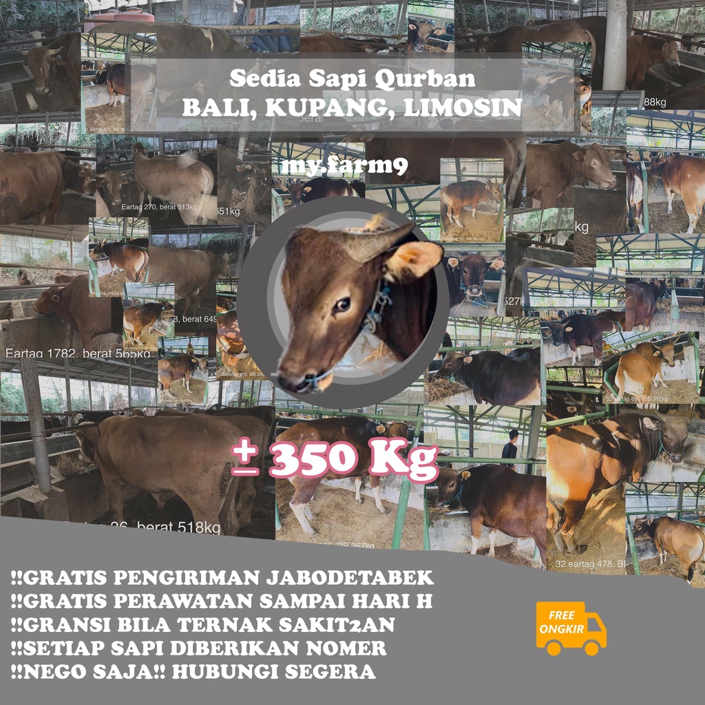 Jual SAPI QURBAN 350Kg BERKUALITAS Sapi Limosin, Sapi Kupang, Sapi Bali ...