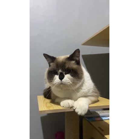 Jual KUCING KITTEN BSH BICOLOUR || BRITISH SHORT HAIR BLUE EYES ...