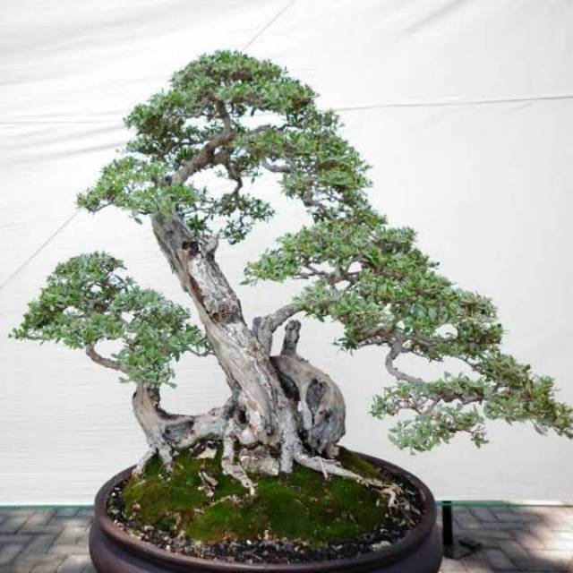 Jual Biji Bonsai Santigi Mawar | Shopee Indonesia