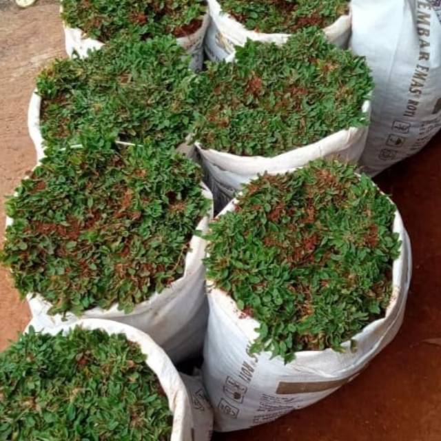 Jual Jual Rumput Gajah Mini Murah Super 1 Meter Ukuran 1meter Untuk