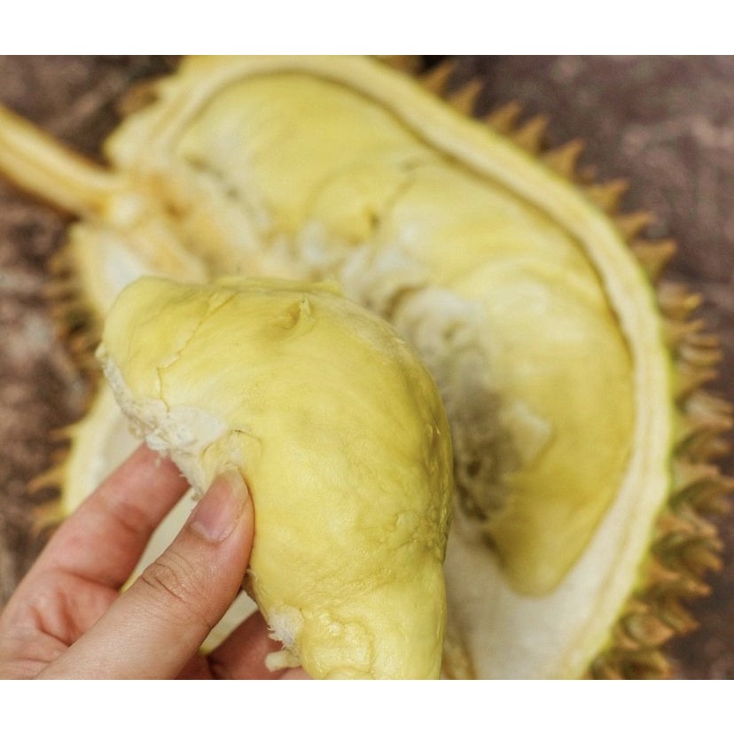 Jual Durian Montong Utuh BALI Boss Buah HARGA PER KG | Shopee Indonesia