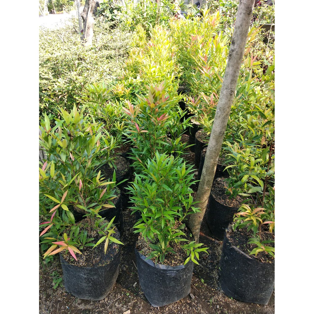 Jual Bunga Pucuk merah | Shopee Indonesia