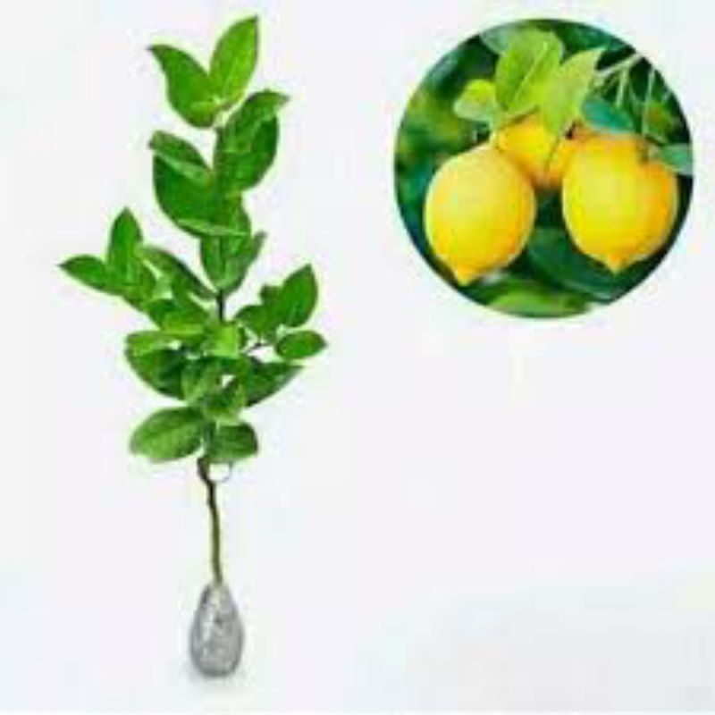 Jual Bibit jeruk lemon berbunga dan berbuah rimbun | Shopee Indonesia