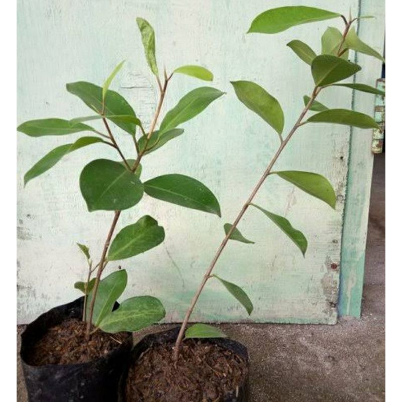 Jual Bibit bahan bonsai Iprik / preh / bibis (Ficus retusa) | Shopee ...