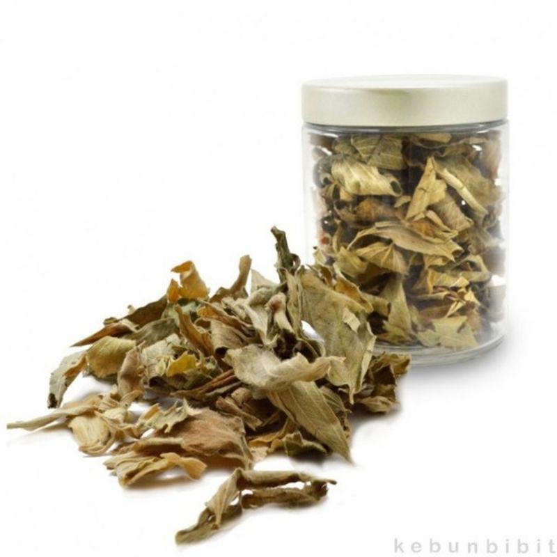 Jual 1 KG DAUN SENGGANI MELASTOMA PARIJOTO SENDUDUK SEDUDUK KEMANDEN ...