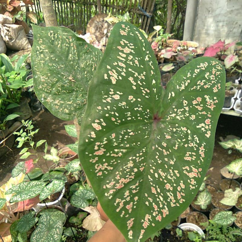 Jual Tanaman Hias Bunga Keladi Baret Mutasi - Caladium Baret Mutasi ...