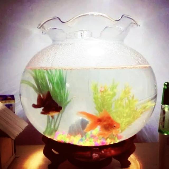 Jual Aquarium bulat dan toples ukuran 7liter | Shopee Indonesia