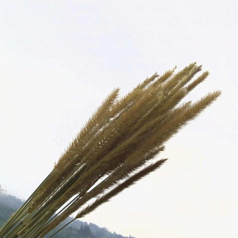 Jual DRY FLOWER / RUMPUT EKOR KUDA / RUMPUT BUNTUT JARAN / BUNGA KERING ...