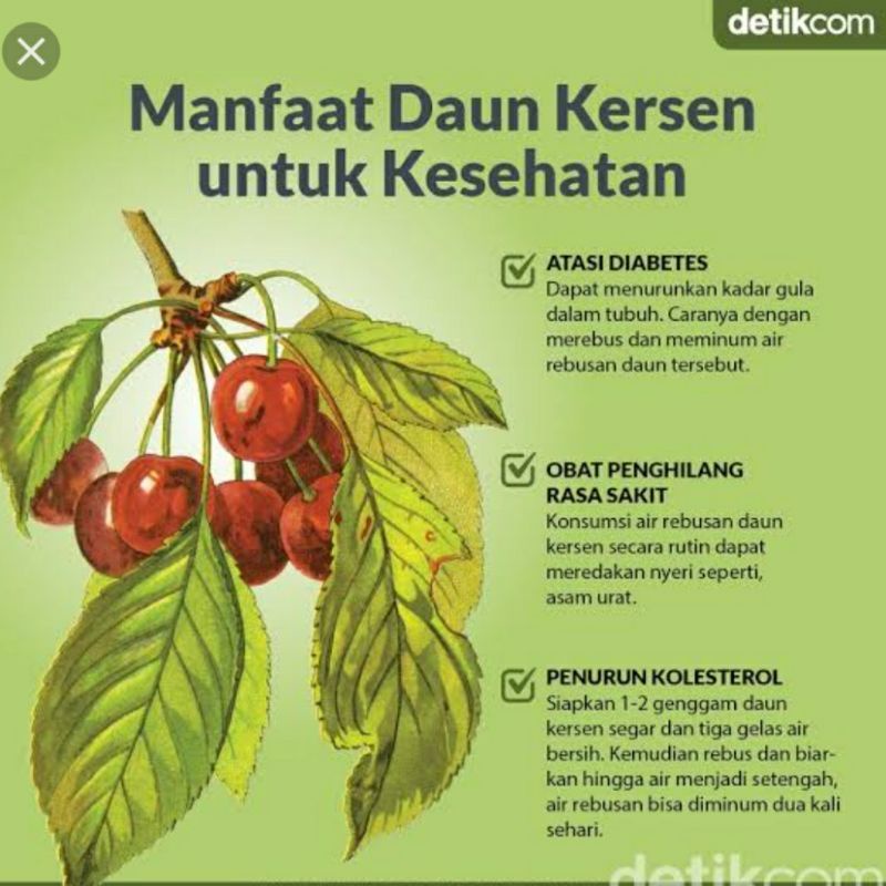 Jual Herbal daun ceri daun karsen 50 Lembar | Shopee Indonesia