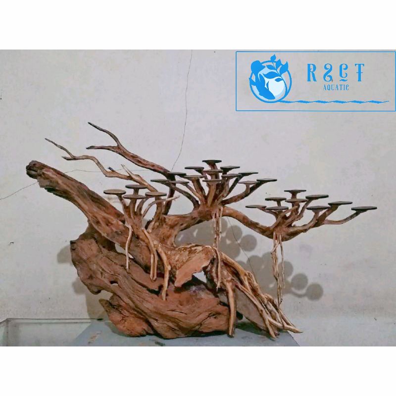 Jual Bonsai dengan Kayu Rentek khusus ukuran 35cm x 22cm Request PO ...