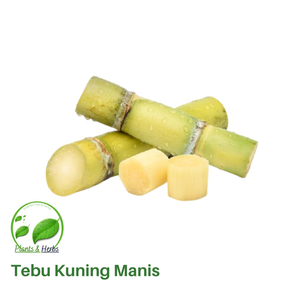 Jual 1Kg Tebu Kuning Super Manis - Kondisi Segar - Bisa Untuk Bibit ...