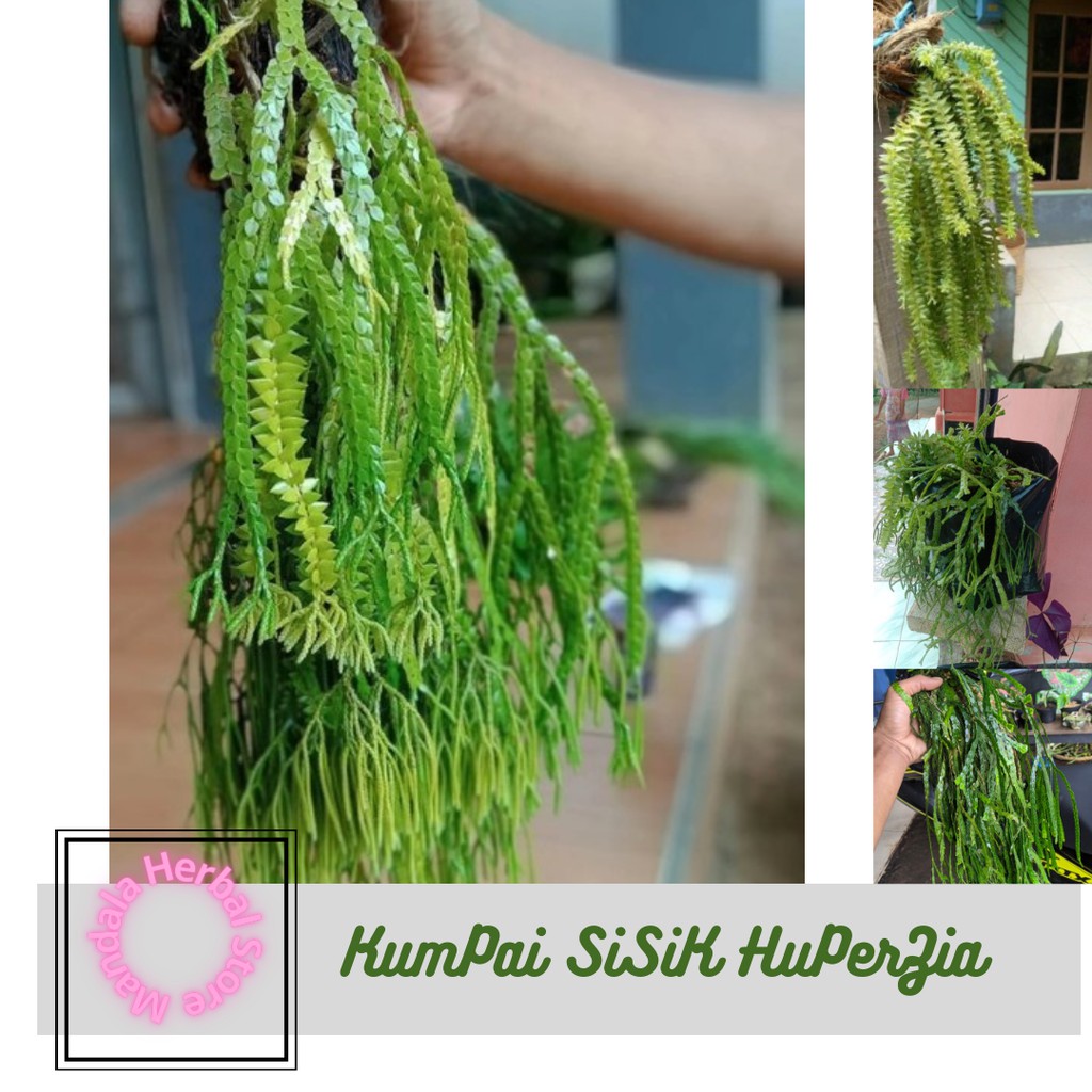 Jual Tanaman Hias Gantung KUMPAI SISIK tanaman RUMPAI Huperzia ...