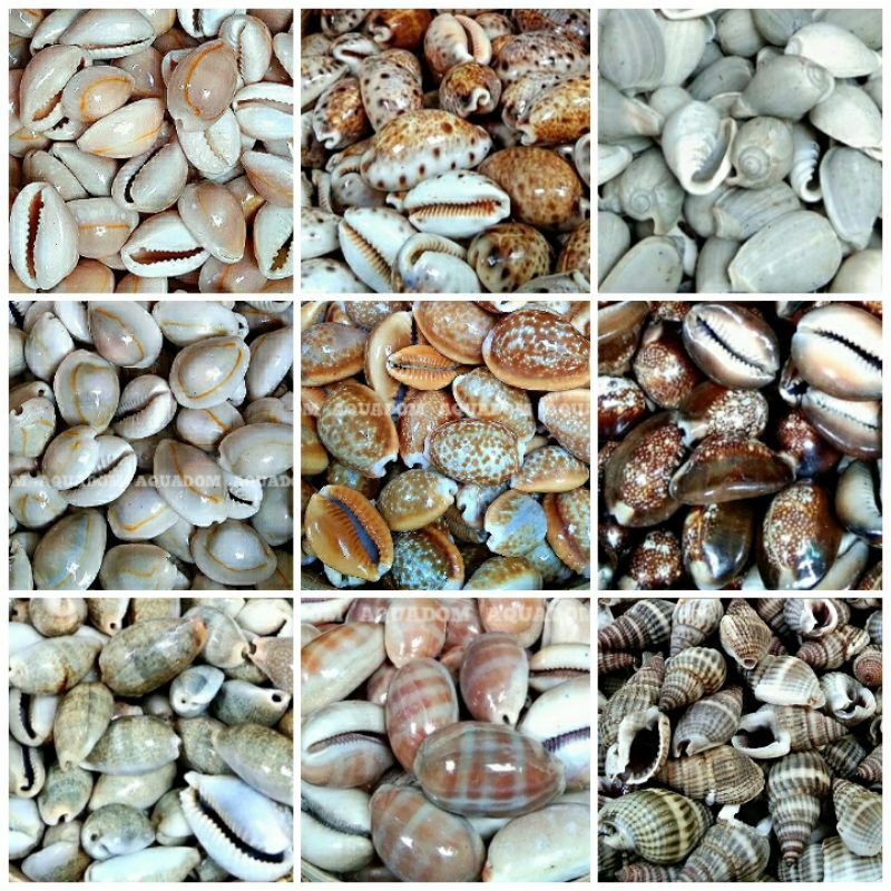 Jual CANGKANG KERANG HIAS/ KUWUK DAKON / CANGKANG KELOMANG LAUT ...