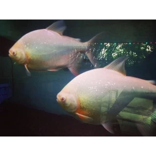 Jual Ikan Pacu Terlengkap & Harga Terbaru Mei 2024 | Shopee Indonesia