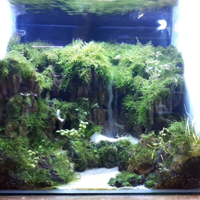 Jual Aquarium Aquascape Full Set Design Tema Jungle Style 3 | Shopee ...