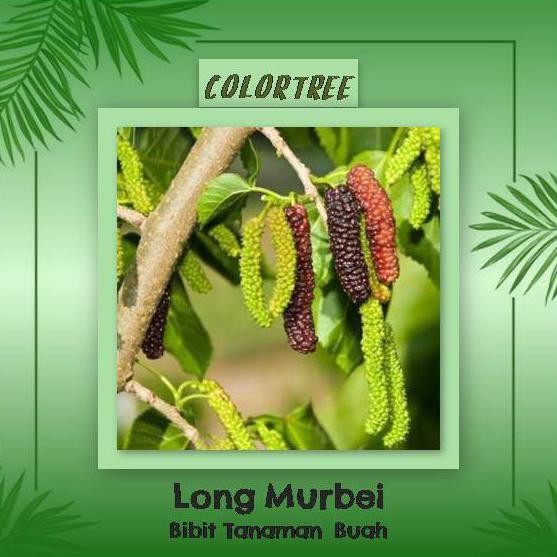 Jual bibit tanaman buah long murbei 40cm h3r0 | Shopee Indonesia