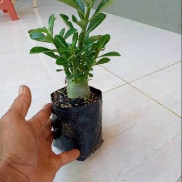 Jual bonsai adenium arabicum-bibit tanaman hiasan bonsai adenium ...