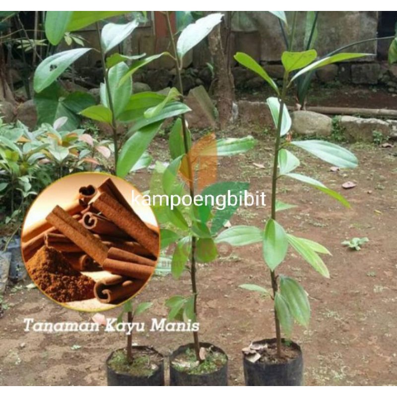 Jual bibit kayu manis super | Shopee Indonesia