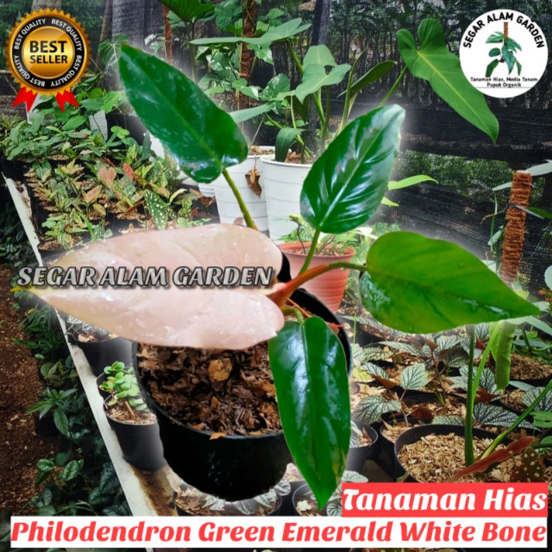 Jual Tanaman Hias Philodendron Green Emerald White Bone - Philo Emerald ...