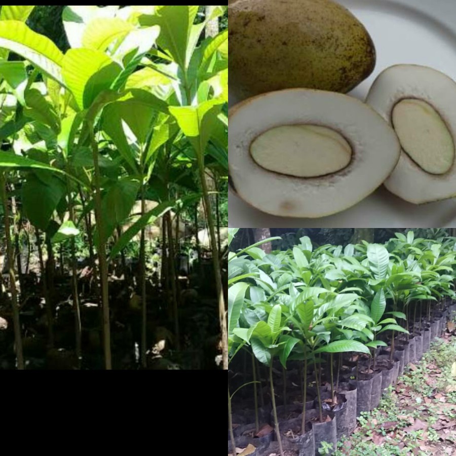 Jual bibit pohon kemang-pohon buah kemang | Shopee Indonesia Jual bibit pohon kemang-pohon buah kemang | Shopee Indonesia