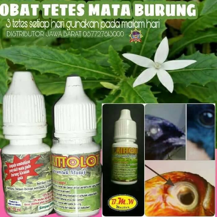 Jual Daun Kitolot by BMW || Obat Tetes Untuk Sembuhkan Penyakit Mata ...