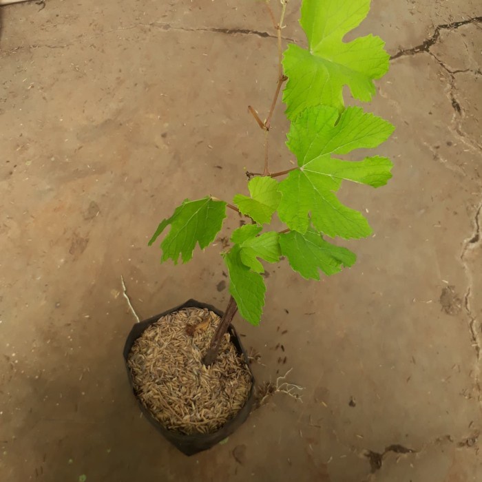 Jual HD BIBIT ANGGUR ISABELLA POHON ANGGUR TANAMAN ANGGUR BUAH ANGGUR E ...