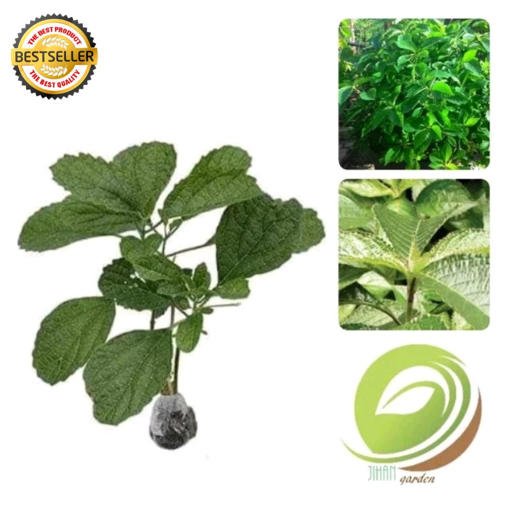 Jual Langsung Order bibit tanaman daun keji beling-keci-kicah-pohon ...