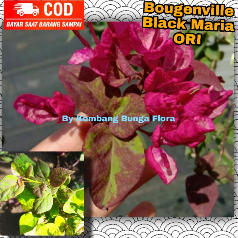 Jual Bugenvil Black Maria ORI/ Bougenville Black Maria/ Bogenvil Black ...