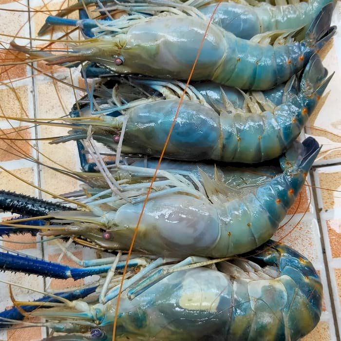 Jual UDANG GALAH FRESH SIZE B (1KG = 10-17 PCS) | Shopee Indonesia