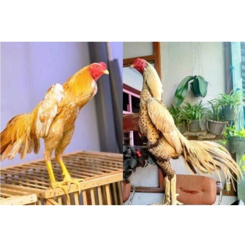 Jual TELUR AYAM BANGKOK WANGKAS CLASSIK SIAP DI TETASKAN | Shopee Indonesia