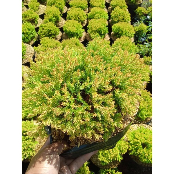 Jual tanaman hias Cemara rengold Cemara emas ukuran sudah besar ...