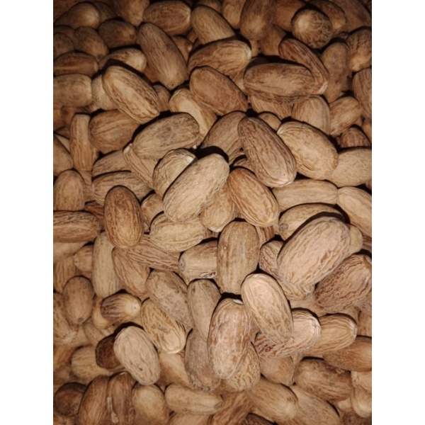 Jual BIJI PALA LONJONG KERING 1KG | Shopee Indonesia