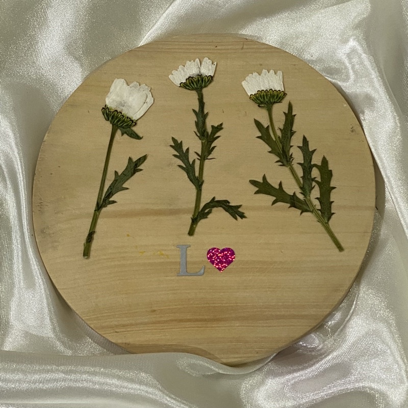 Jual Pressed white daisy dried flower bunga kering preserved epoxy ...
