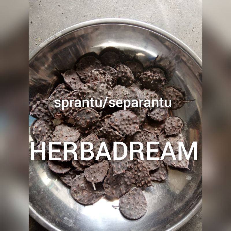 Jual 250 GRAM SPRANTU SINDORAE FRUCTUS SEPRANTU SEPARANTU SAMBARMENTU ...