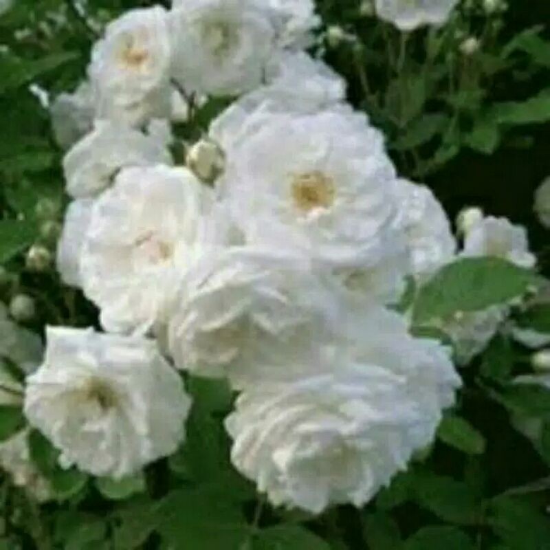 Jual benih mawar putih | Shopee Indonesia