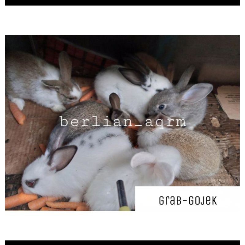 Jual kelinci lokal - kelinci hidup - kelinci putih hitam coklat abu-abu ...