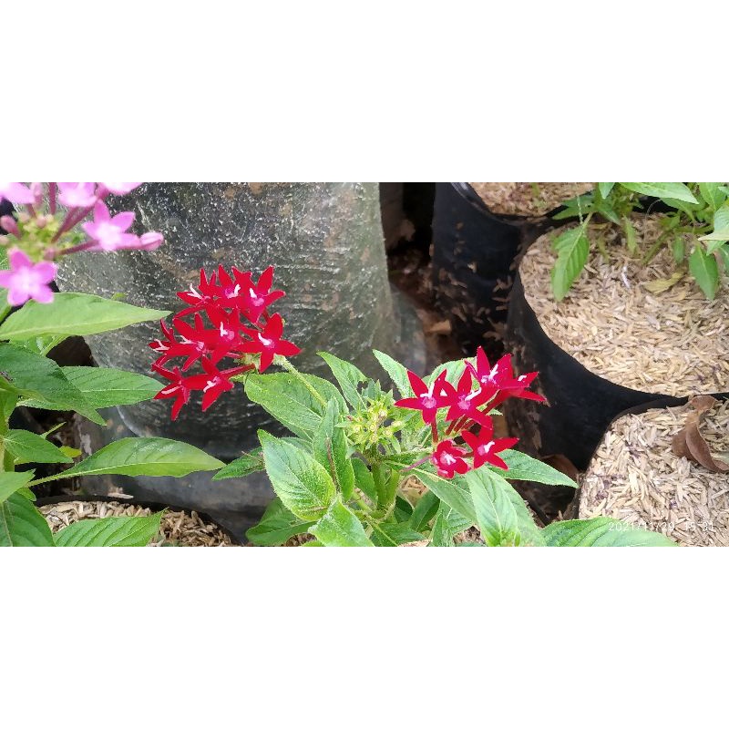 Jual Tanaman Hias Bunga Pentas - Egyptian Star Cluster - Pentas ...