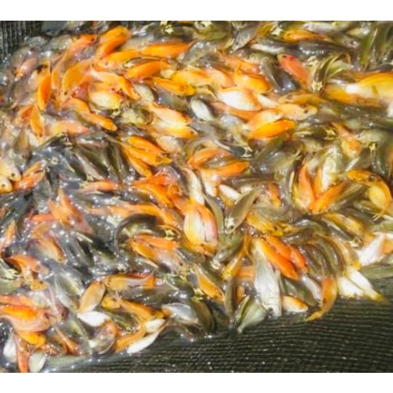 Jual Benih ikan Mas 2-4cm (pakan predator) | Shopee Indonesia