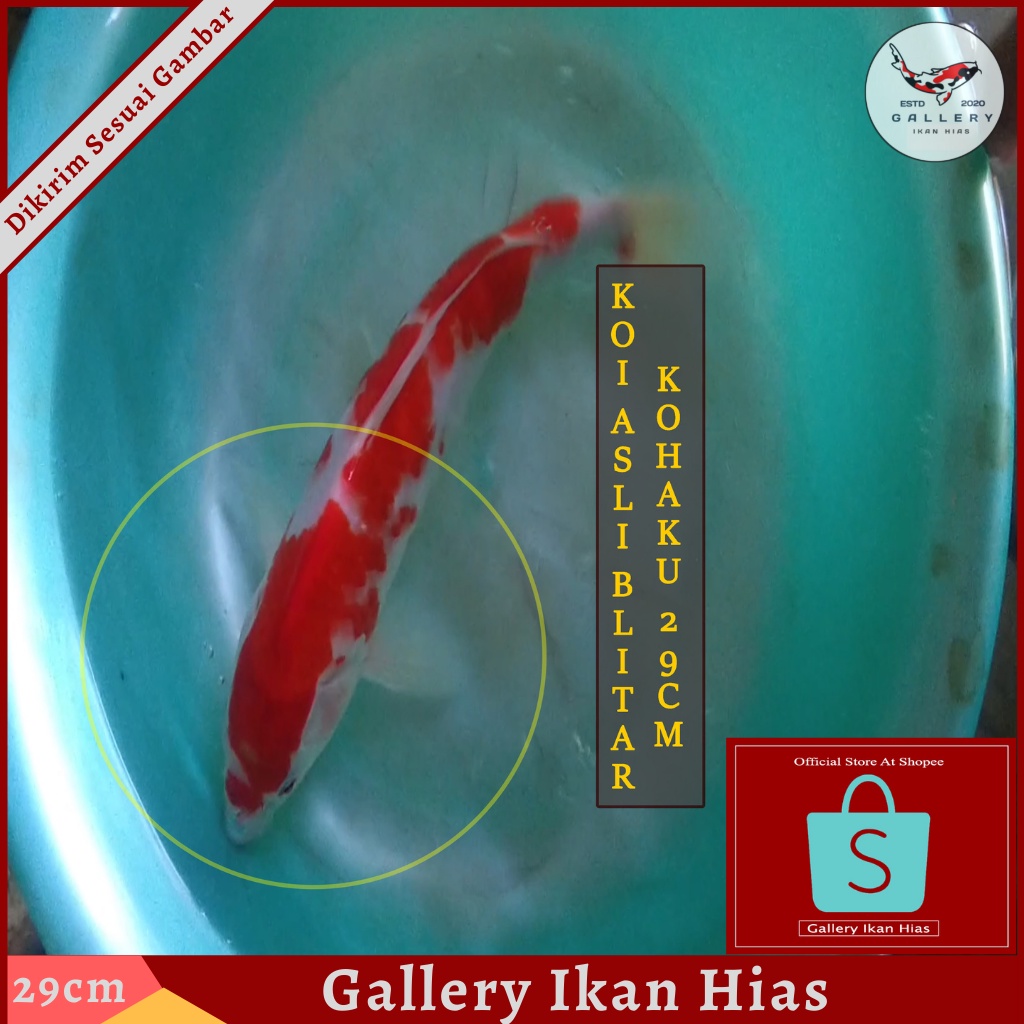 Jual (Dikirim Sesuai Gambar) Ikan Koi Kohaku Merah Merona Ukuran Jumbo ...