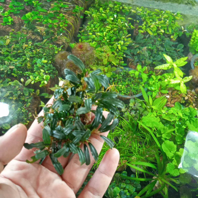 Jual buce Velvet clum (beli 5 gratis 1) | Shopee Indonesia