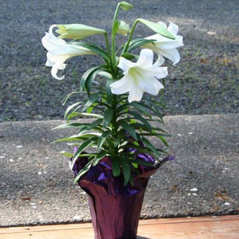 Jual Easter Lily Bibit (Lilium longiflorum) belum berbunga-Tanaman Hias ...