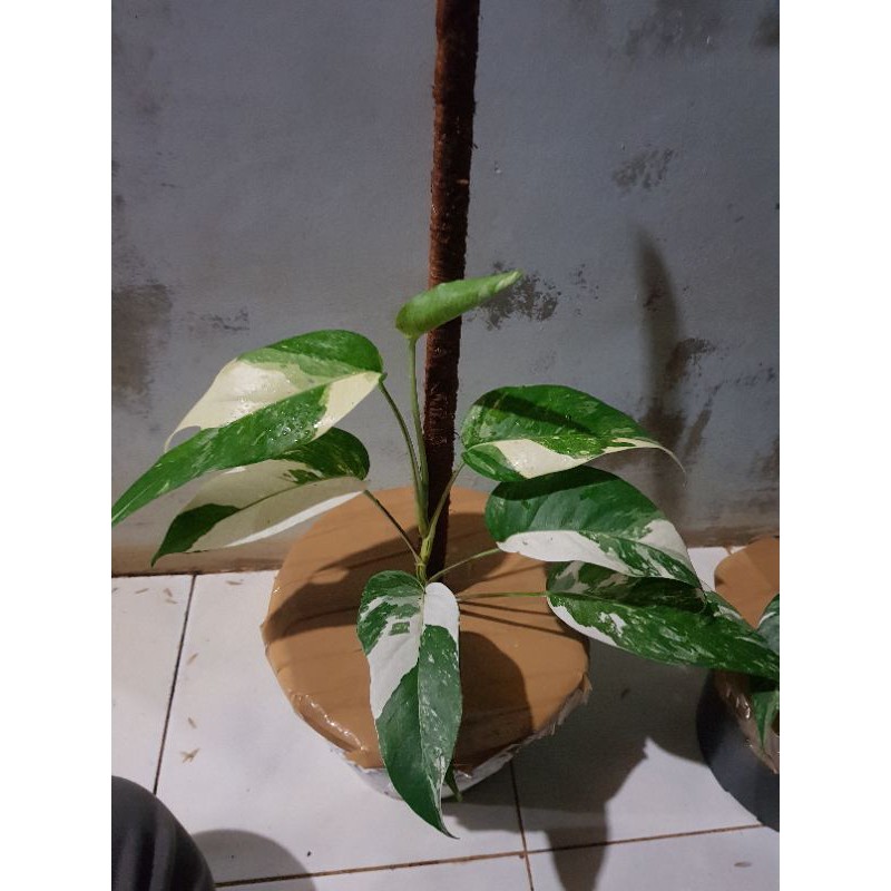 Jual tanaman hias monstera ekor naga putih/epipremnum variegata/ekor ...